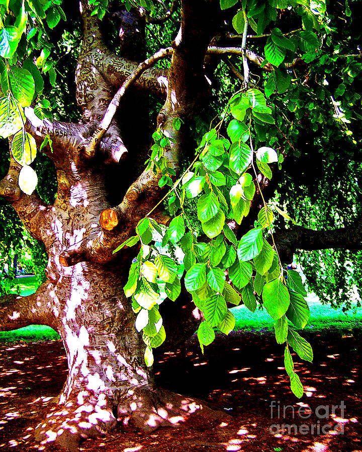 Autograph Tree Photograph by Anne Ferguson - Fine Art America
