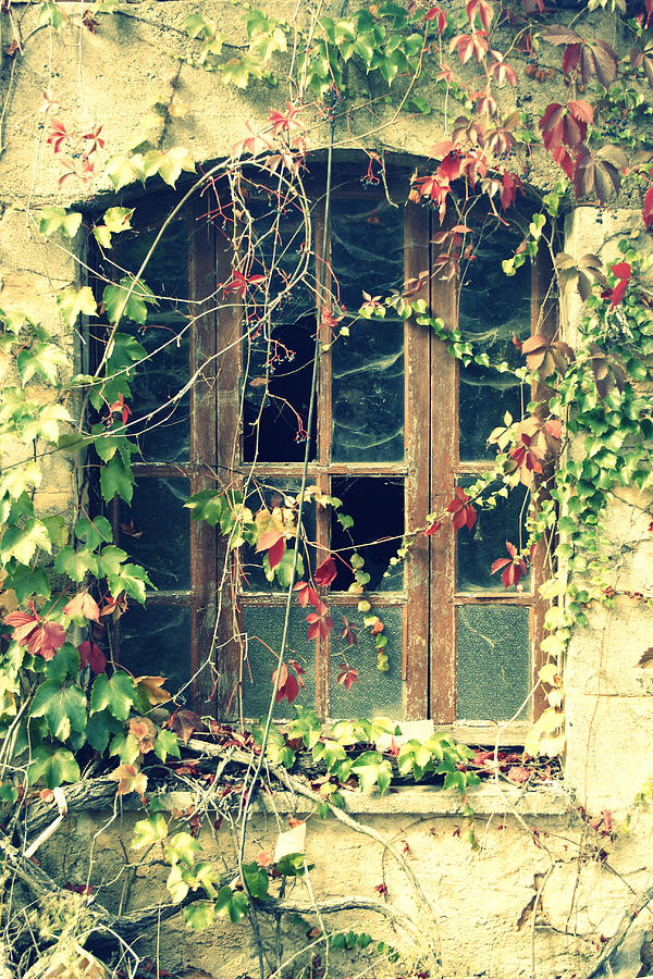 Autumn vines across a window Photograph by Georgia Fowler - Fine Art ...