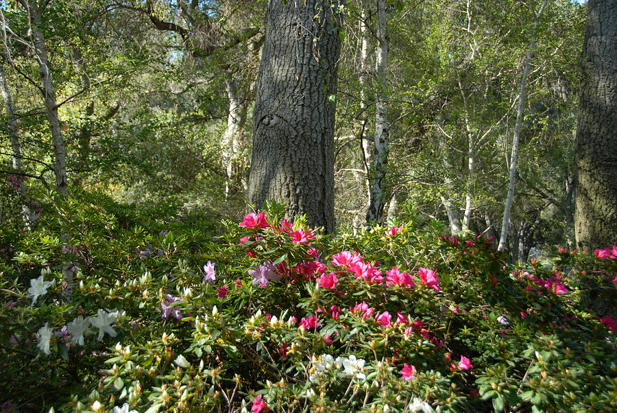 Azalea Woods Photograph by Lynn Bauer - Fine Art America