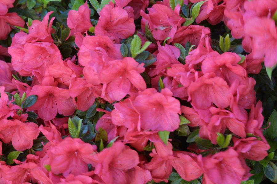 Azaleas Photograph by Lance Freeman - Fine Art America