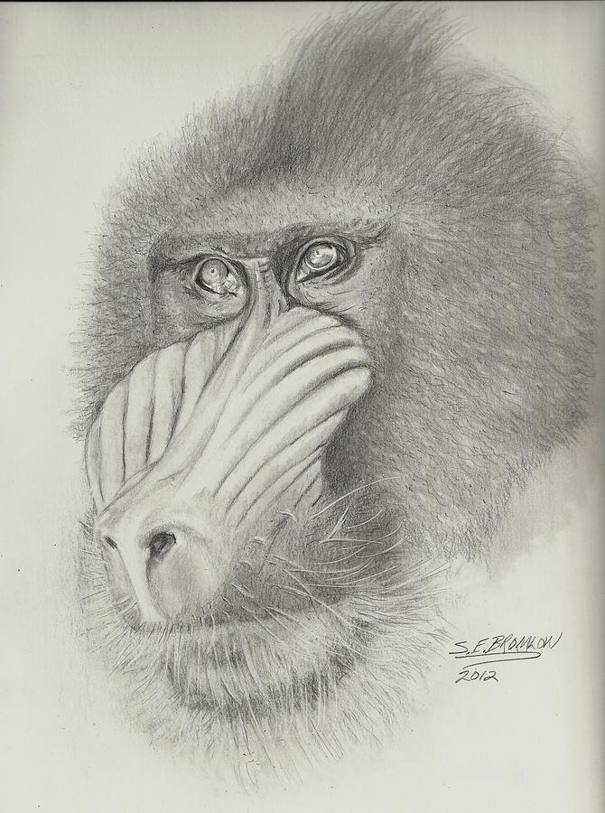Babboon Drawing by Susan Bromlow - Fine Art America