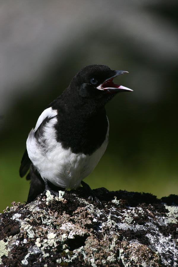 Baby Blackbilled Magpie Photograph by Doug Lloyd - Fine Art America