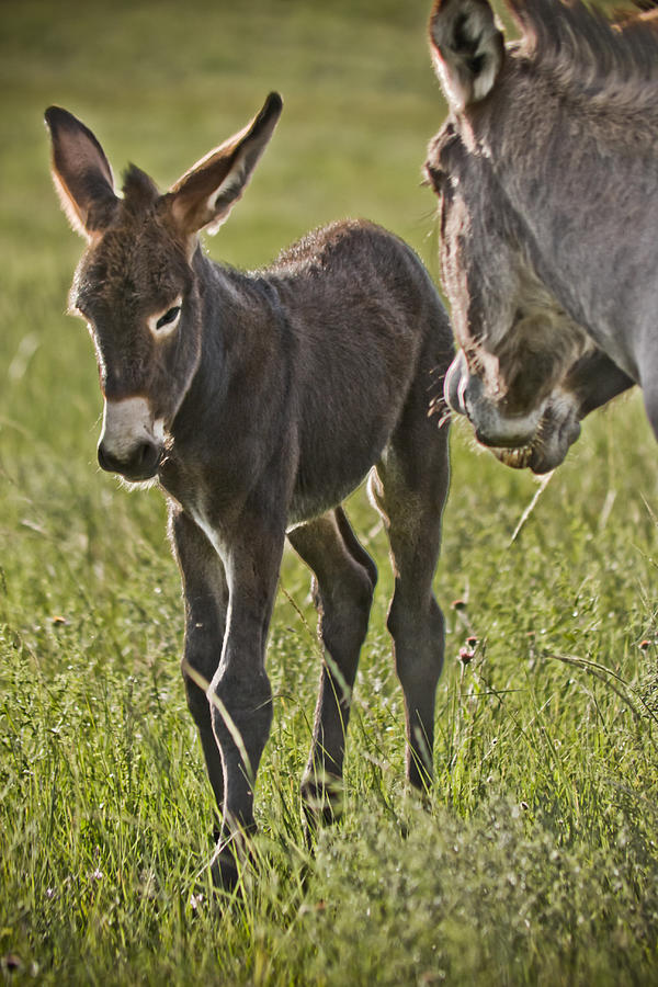 Baby Burro Photograph by Sarah Antin - Pixels