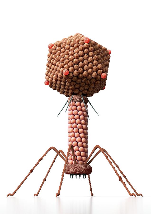 Bacteriophage, Artwork by Science Photo Library