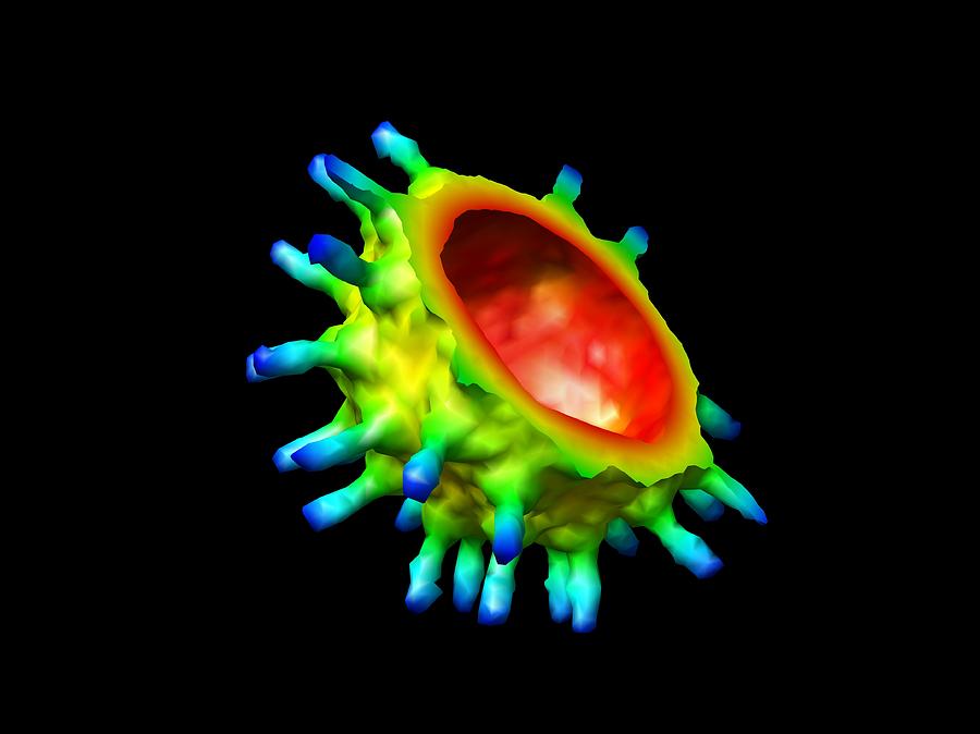 Bacteriophage Phi29, Computer Model by Science Photo Library