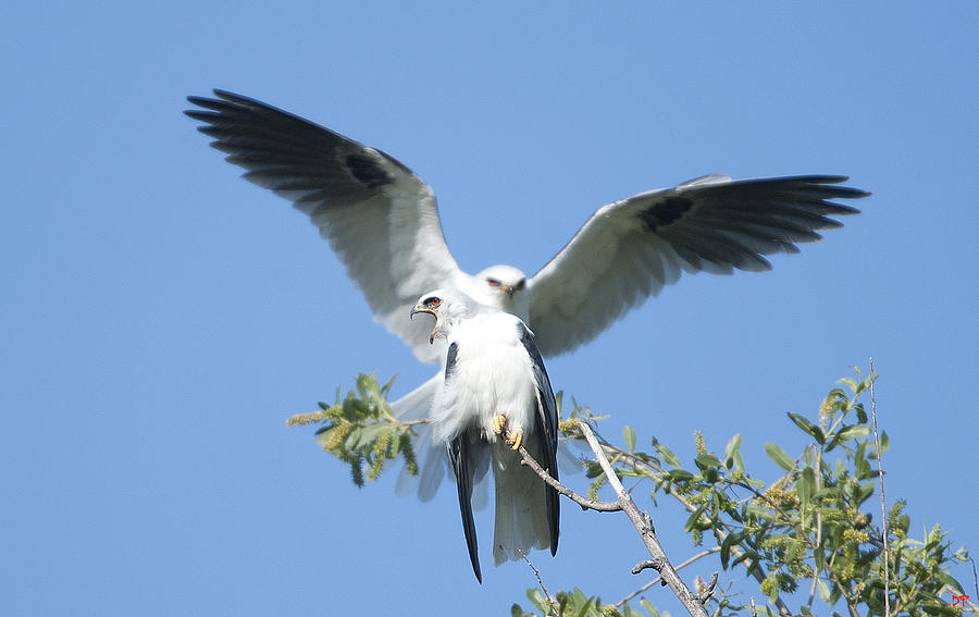 Bad mood Photograph by Daniel Pham - Fine Art America