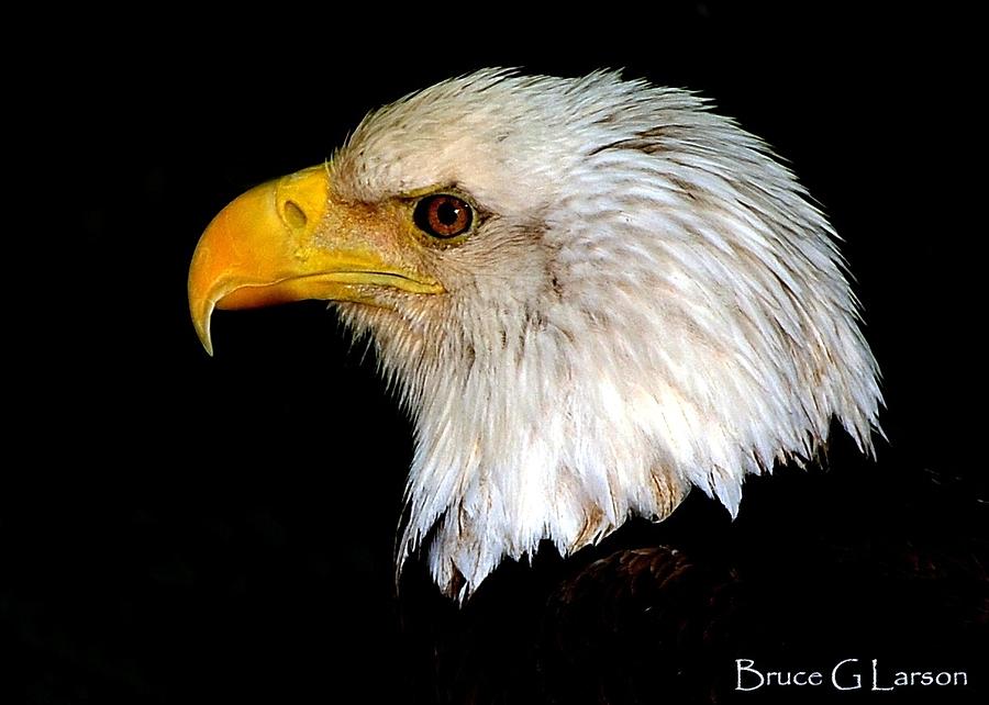Bald Eagle Photograph by Bruce Larson - Pixels
