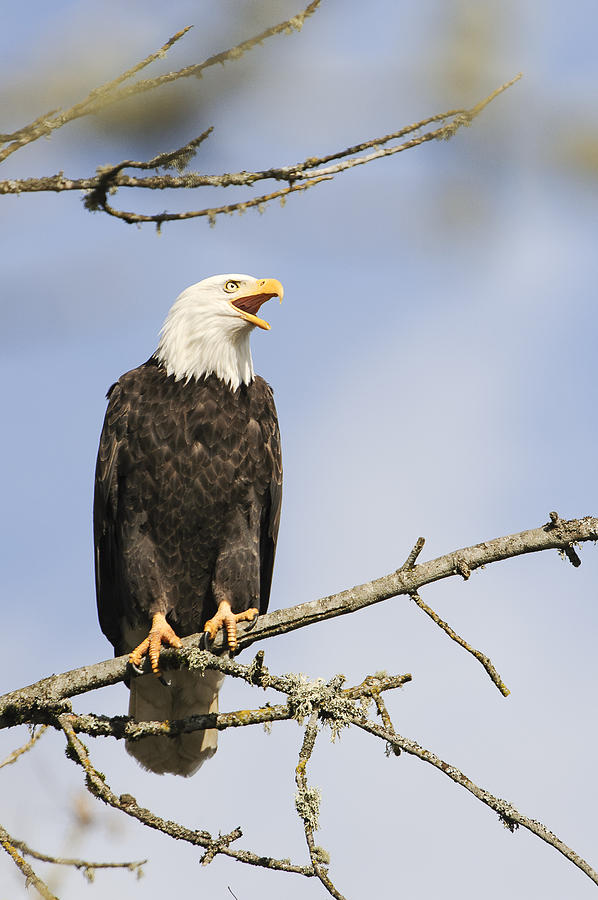 Bald Eagle calling Photograph by Bruce McCammon