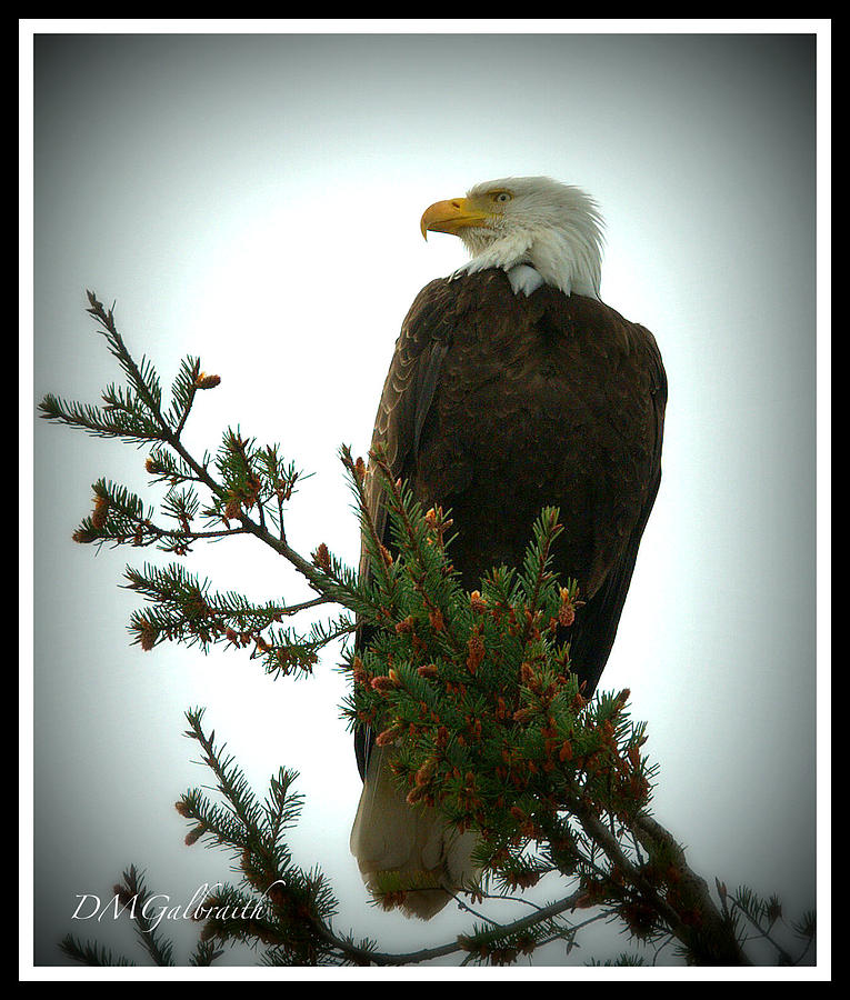 Bald Eagle Photograph by Doug Galbraith - Pixels
