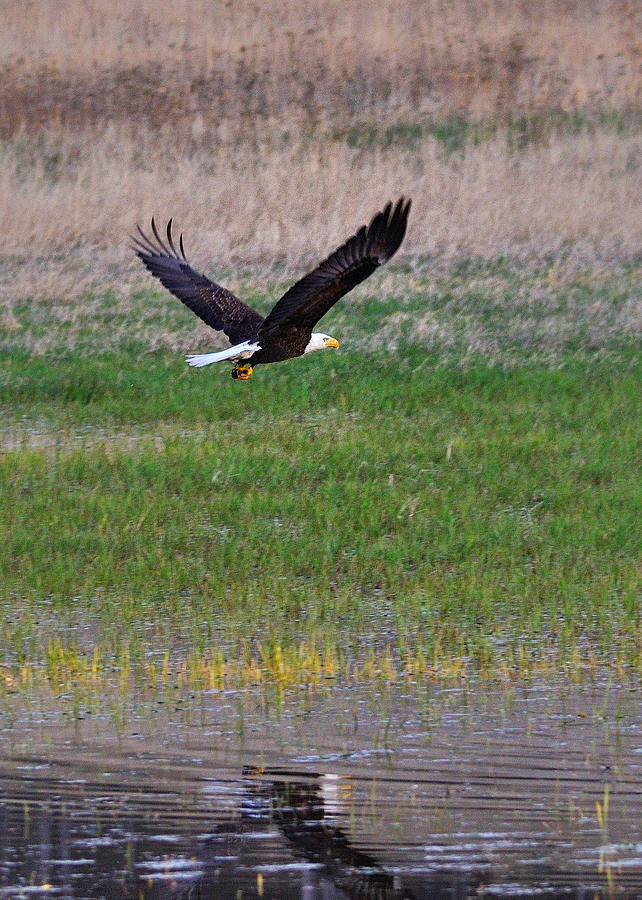 Bald Eagle Photograph by Jonathan Abrams - Pixels