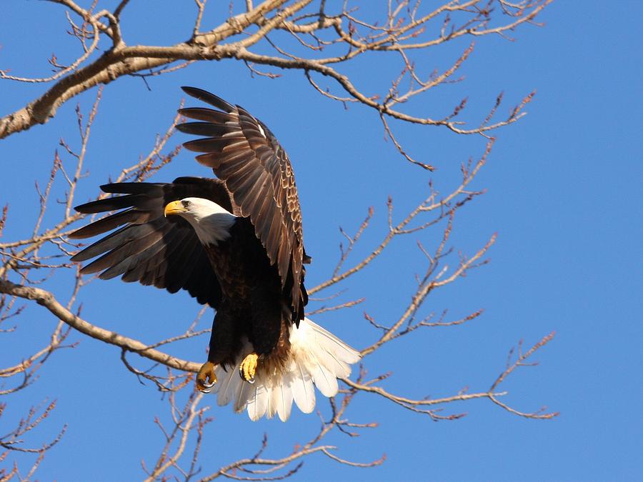Bald Eagle landing Photograph by Joe Coelho - Fine Art America