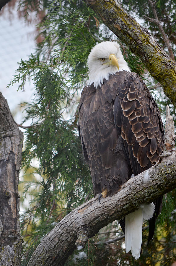 Bald Eagle Photograph by Michelle Laskowski - Pixels