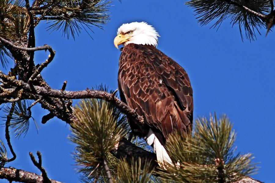 Bald Eagle sentinal Photograph by Don Mann | Fine Art America