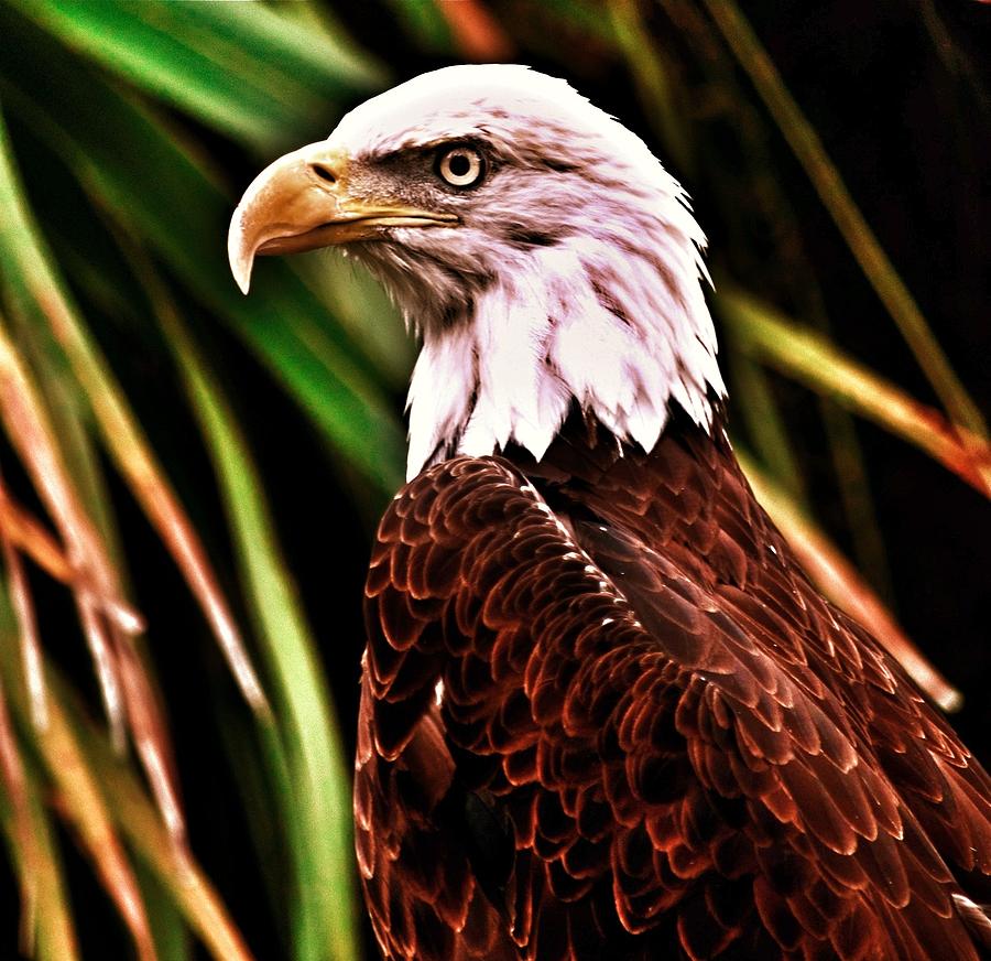 Bald Eagle Photograph by Tim Thoms