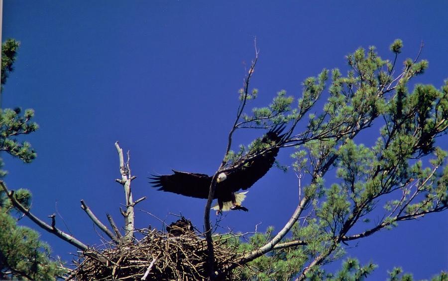 Bald Eagle with Fish for Eaglets Photograph by Rory Cubel | Pixels