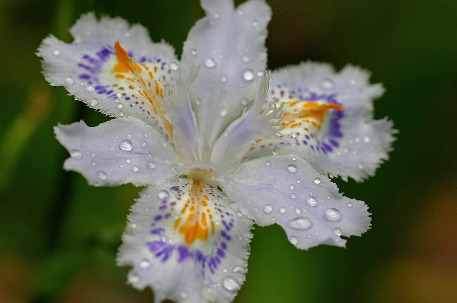 Bamboo Iris I Photograph by David Rucker - Pixels