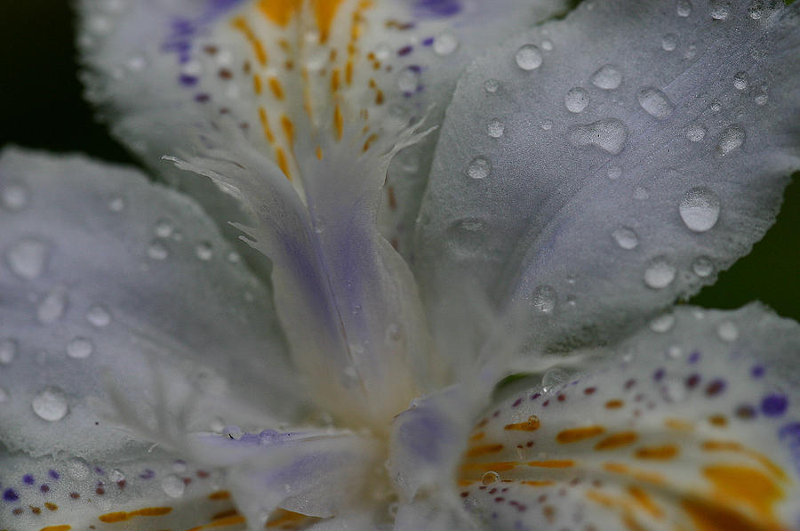 Bamboo Iris II Photograph by David Rucker - Pixels