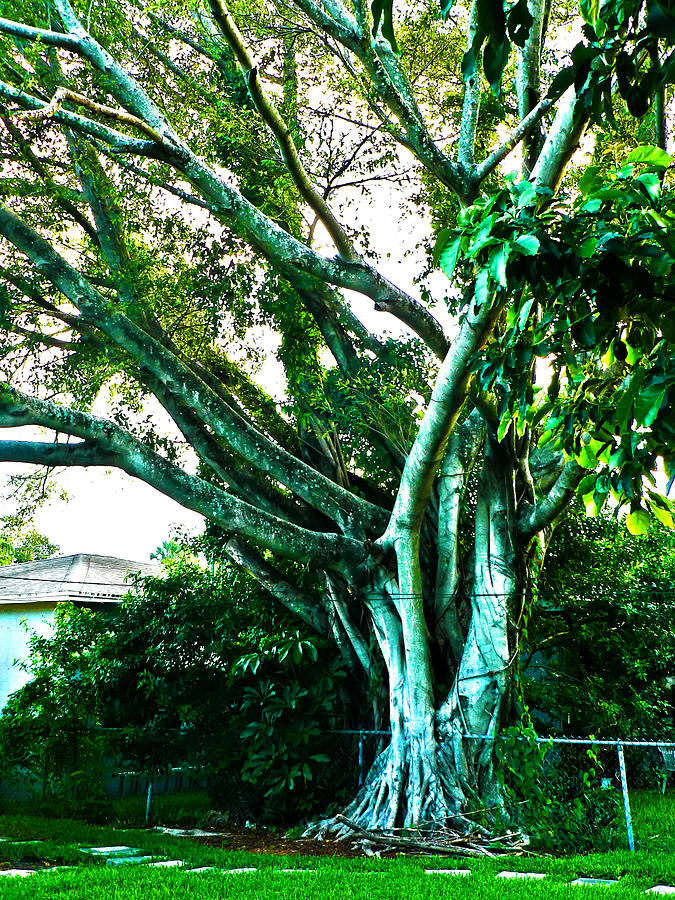 Banyan Tree Photograph by Artistic Photos - Pixels
