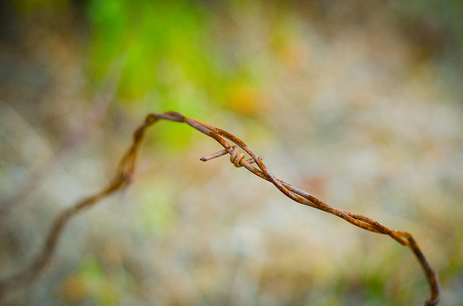 Barbed Photograph by Rob Sterba - Fine Art America