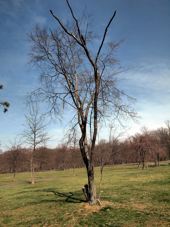 Bare tree Photograph by Luis Lugo - Fine Art America