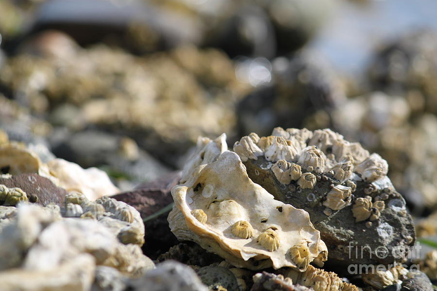Barnacles On A Half Shell Photograph by Terri Thompson - Pixels