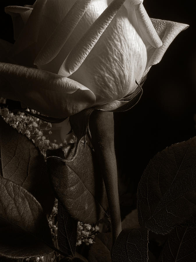 Base of the Rose Photograph by Michael Mars - Fine Art America