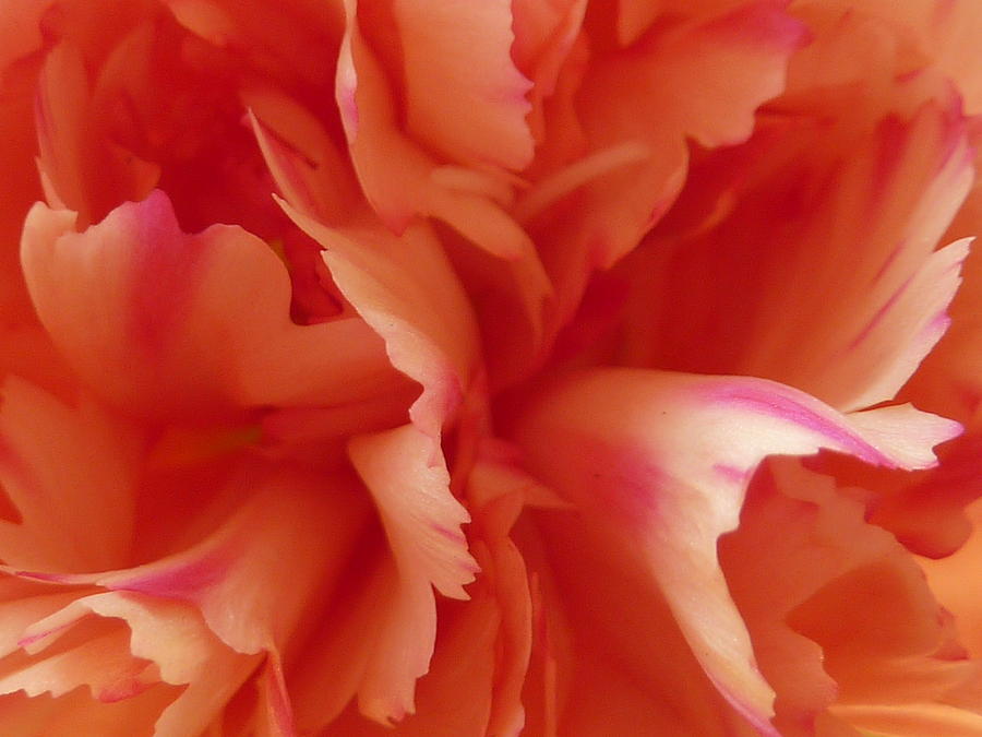 Bashful Bloom Photograph by Amy Clarke - Fine Art America