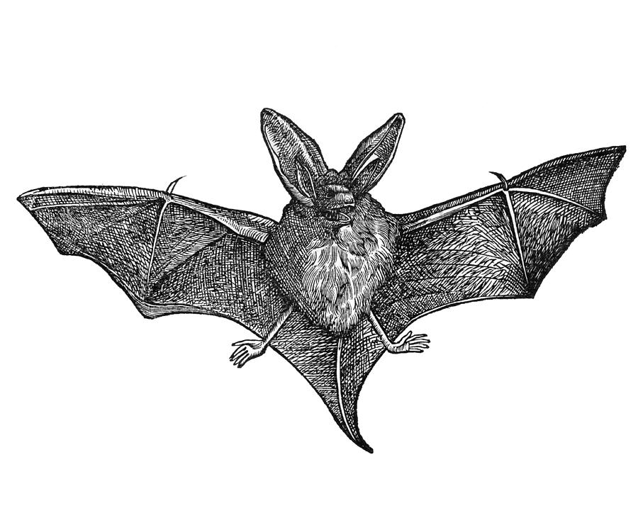 Bat, Historical Artwork Photograph by Middle Temple Library - Pixels