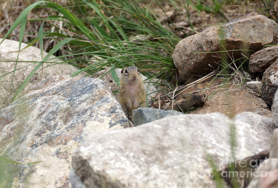 Bbay gopher Photograph by Lori Tordsen - Pixels