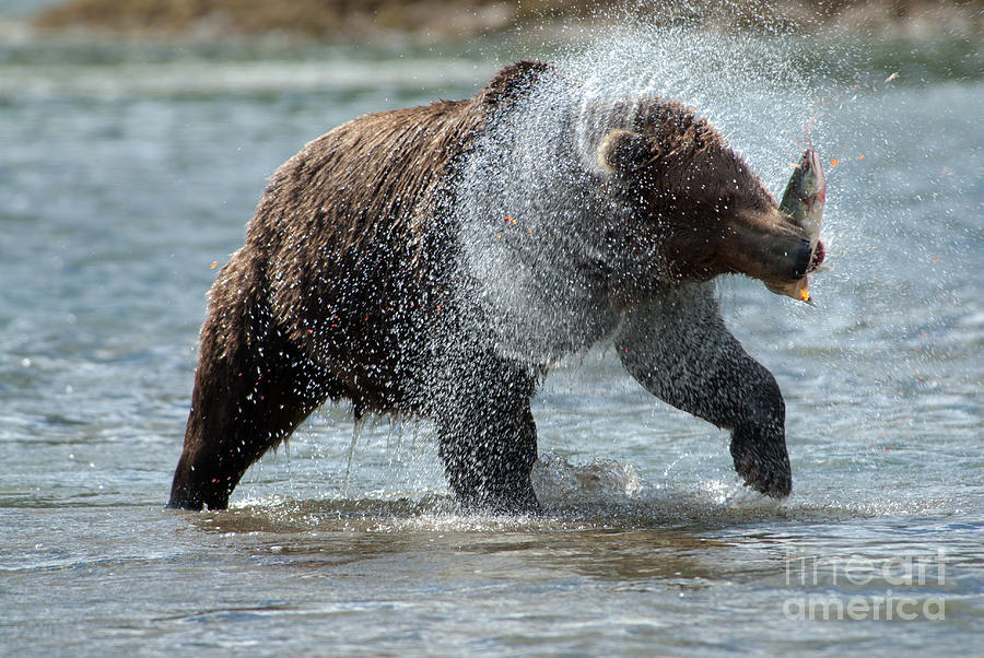 Bear catch Photograph by Chlaus Loetscher - Pixels
