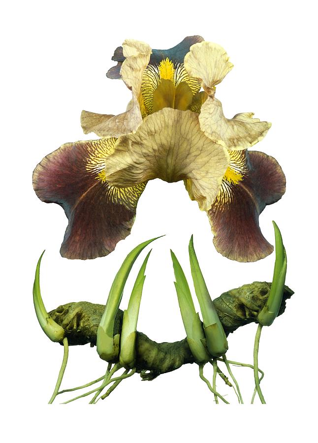 Bearded Iris by Science Photo Library