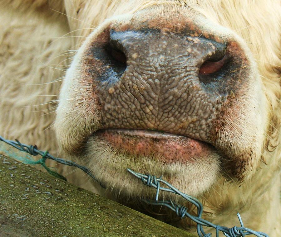 Beast Photograph by Richard Lloyd - Fine Art America