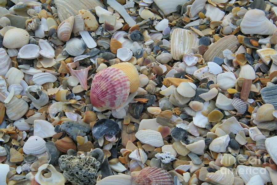Beautiful Broken Shells Photograph by Alice Barnes - Pixels