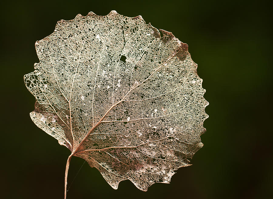 Beautiful dried leaf Photograph by Johan Larson - Fine Art America