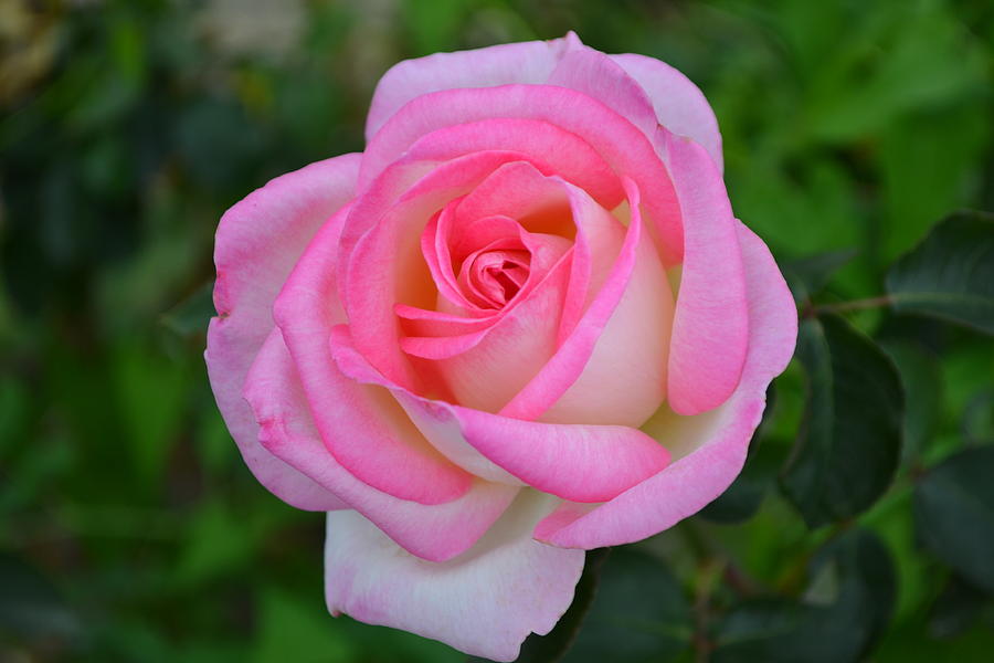 Beautiful Rose Photograph by Ion Relu - Fine Art America