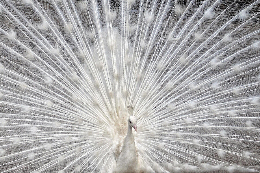 Beautiful White Photograph by Francesco Nadalini - Fine Art America