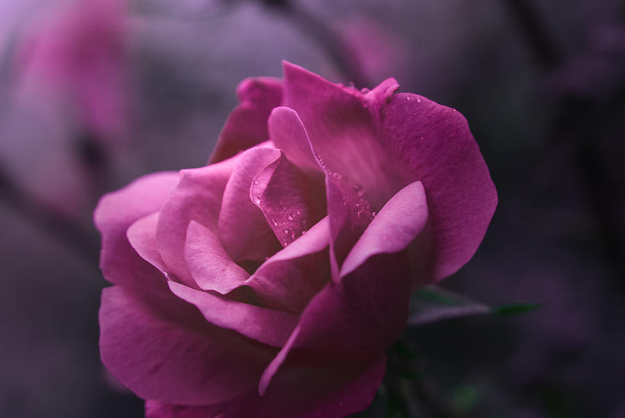 Beauty Revisited Photograph By Devin Rader Fine Art America