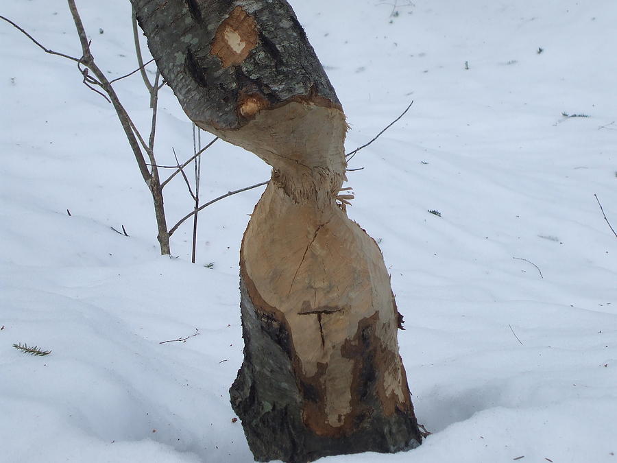 Beaver Damage Photograph by Michael Guest - Pixels