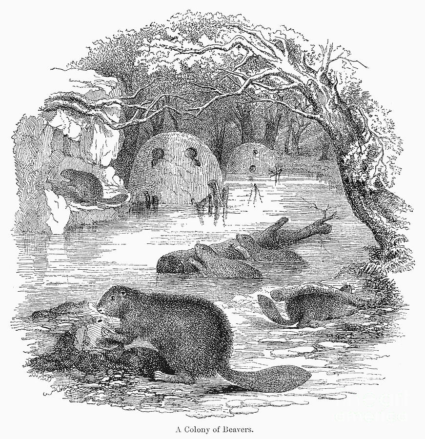 Beavers Photograph by Granger - Fine Art America