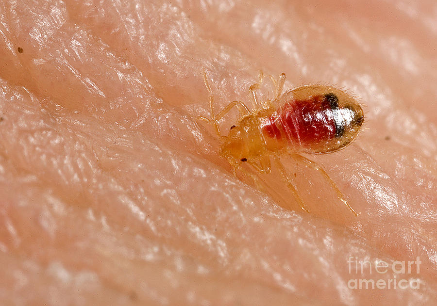 Bed Bug Nymph Photograph by Science Source - Fine Art America