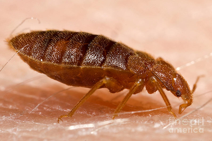 Bed Bug Photograph by Science Source - Fine Art America