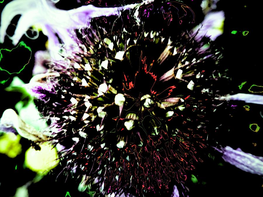 Bee Balm Explosion Photograph by Beth Akerman - Fine Art America