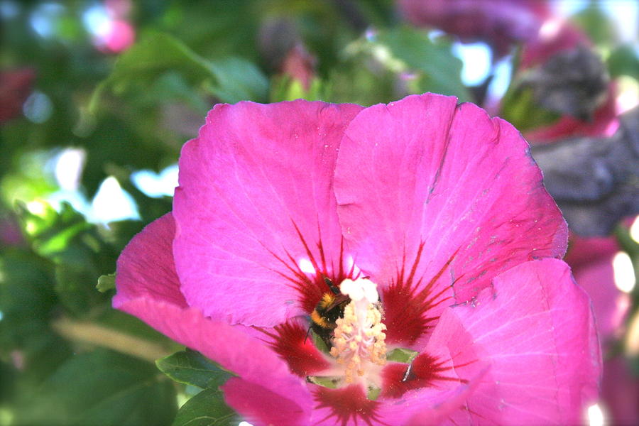 Bee Flowered Photograph by Lisete Simoes - Fine Art America