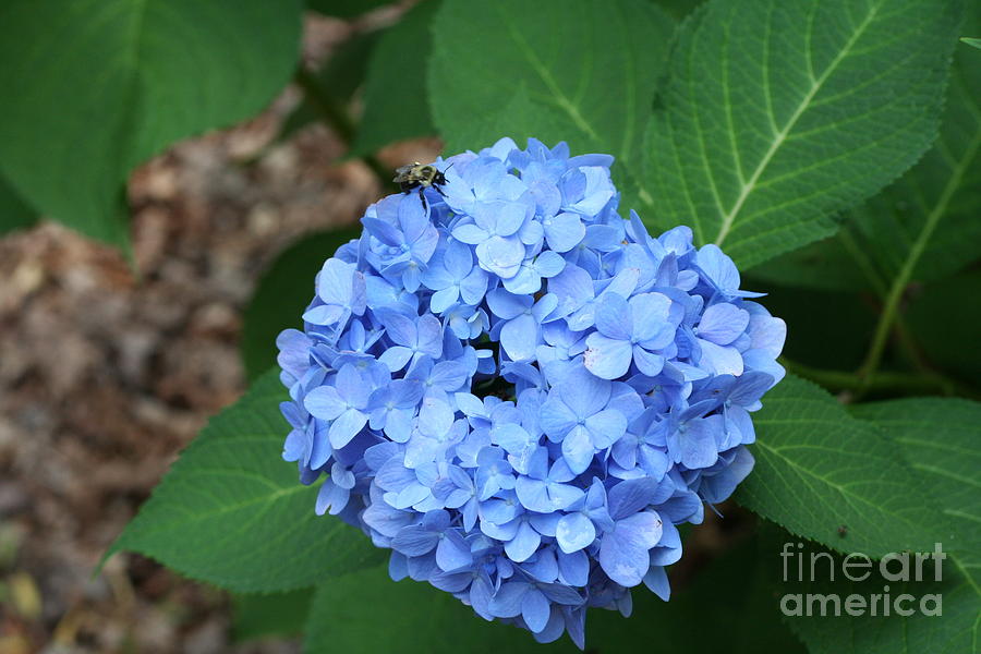 Bee on Hydrangea Photograph by Michael Waters | Fine Art America