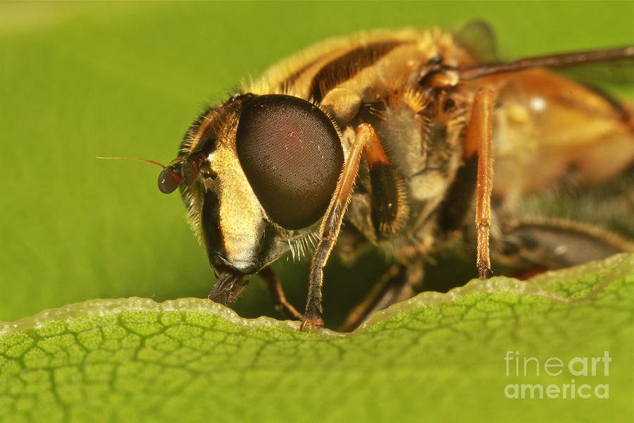 BeE Side portrait Photograph by Ronald Monong - Fine Art America