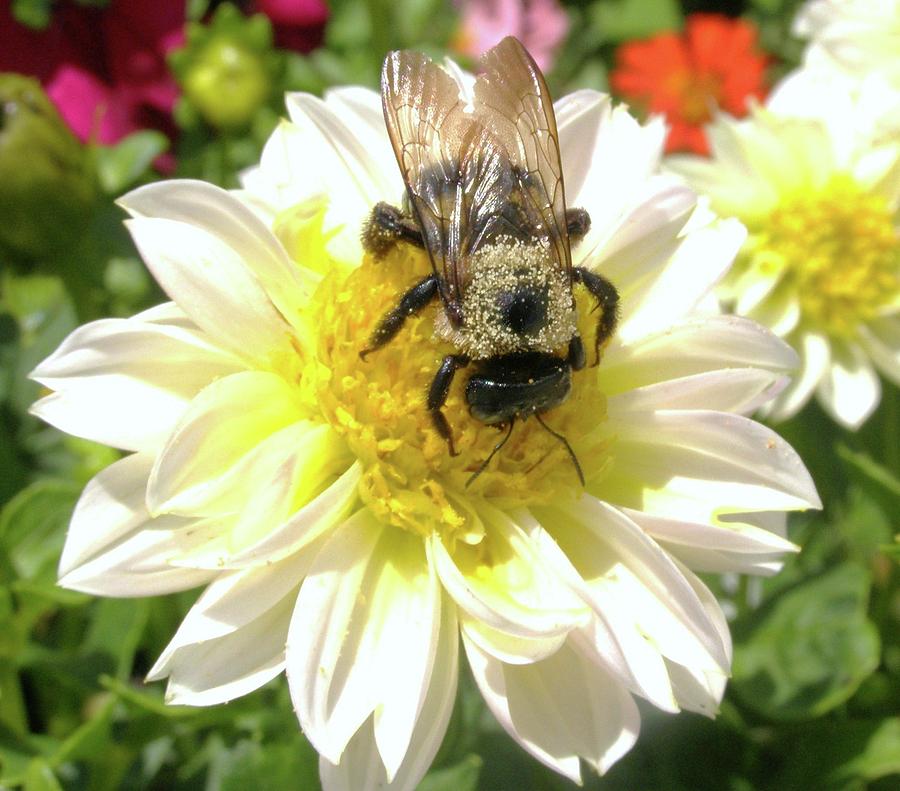 BEE utiful Photograph by Cathy Sosnowski - Fine Art America