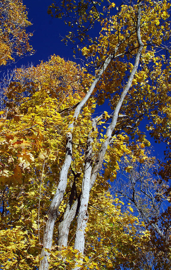Beech Trees Photograph by William Thomas | Fine Art America