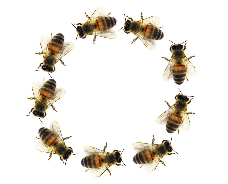 Bees In A Circle Photograph by Gombert, Sigrid - Pixels