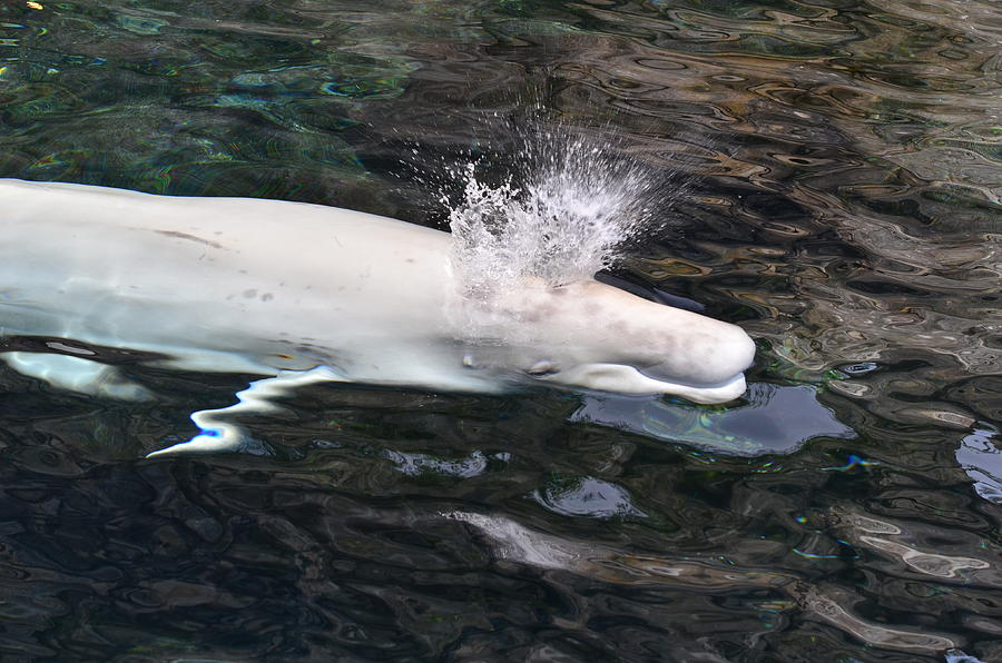 Beluga spouting Photograph by William Hensler - Pixels