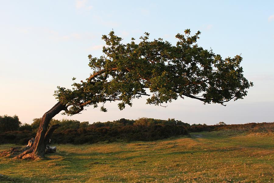 Bent Tree Photograph by Katie Bingham - Fine Art America